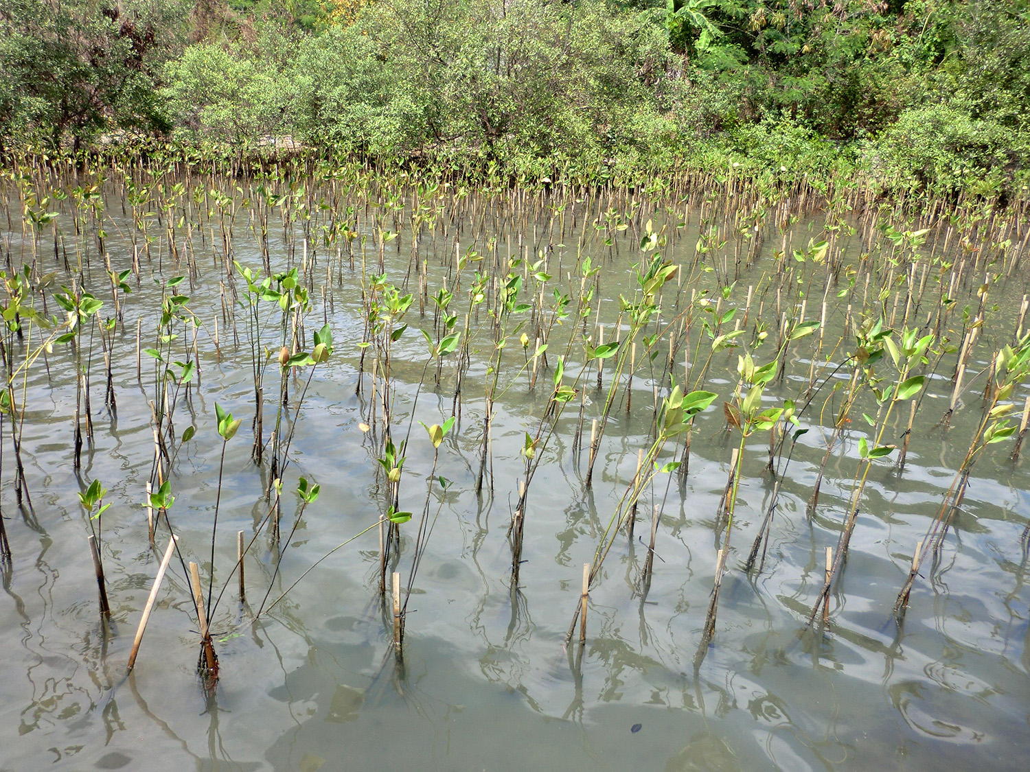 International study: Planted mangroves store 75% of the carbon of ...